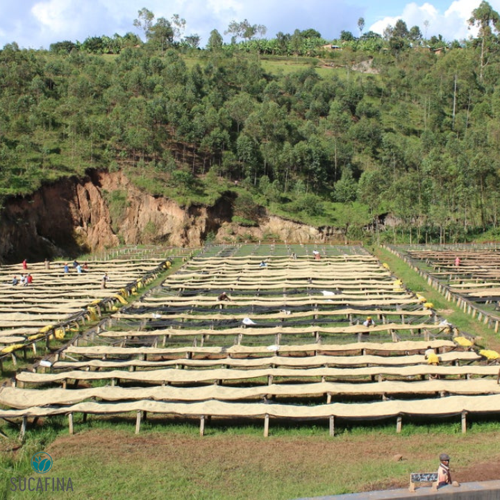 Burundi Kayanza Kibingo Oro Yeast Natural – The Captain's Coffee