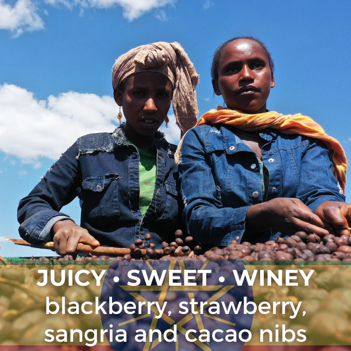 Ethiopia Guji Wush Wush 120 Hour Natural – The Captain's Coffee