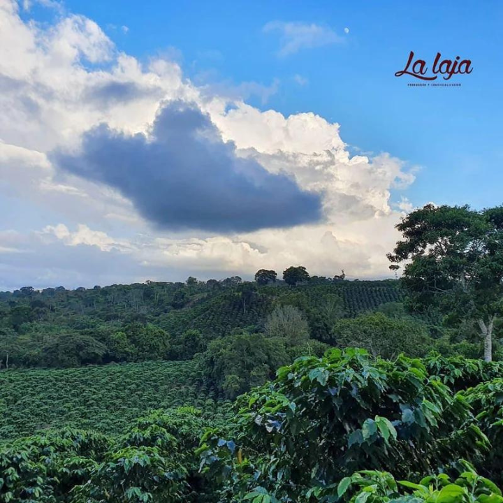 Mexico Veracruz Finca La Laja – The Captain's Coffee