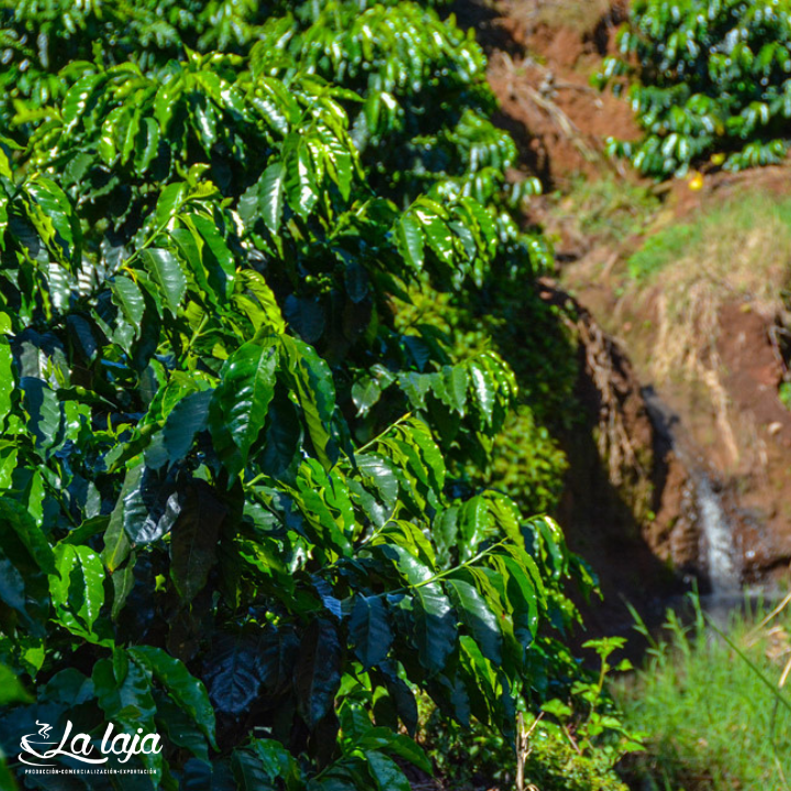 Mexico Veracruz Finca La Laja – The Captain's Coffee