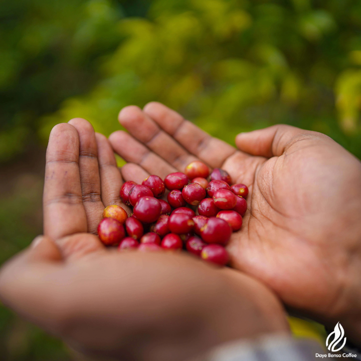 Ethiopia Daye Bensa Natural Sidama ARD – The Captain's Coffee