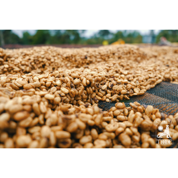 Ethiopia Keffa Wush Wush Black Honey – The Captain's Coffee