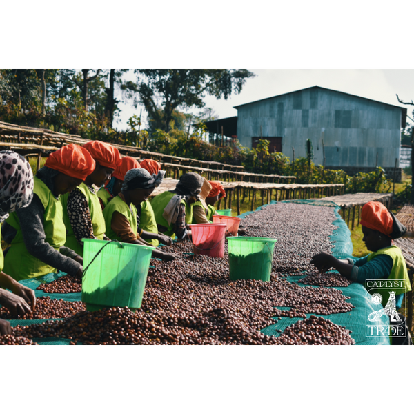 Ethiopia Keffa Wush Wush Red Honey – The Captain's Coffee