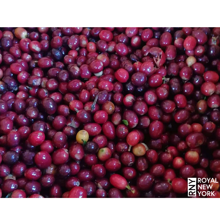 Guatemala Huehuetenango Rio Azul Q'anil – The Captain's Coffee
